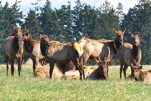 Elk culling under way | Sequim Gazette