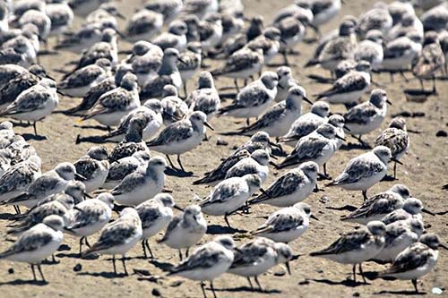 Bird flu quarantine lifted as samples indicate no spread of virus ...