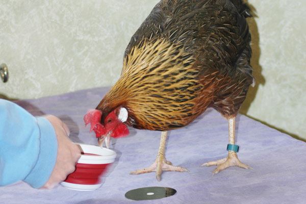 Poultry in Motion | Sequim Gazette