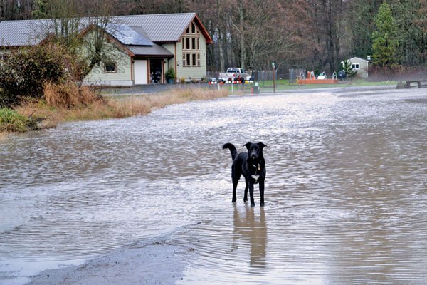 Dungeness floods nearby residents | Sequim Gazette