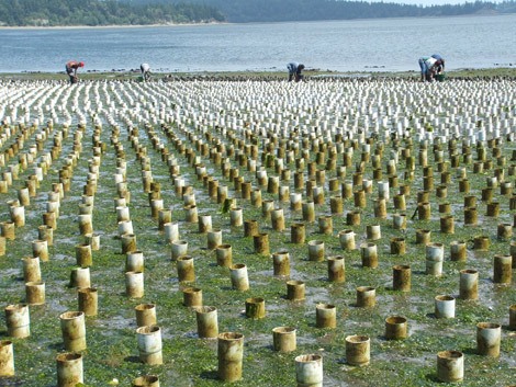 Geoduck presentation changes location | Sequim Gazette