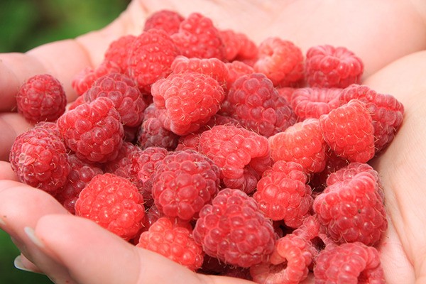 Learn all about growing raspberries | Sequim Gazette