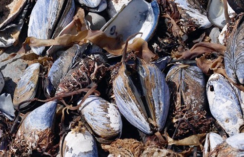 Toxins close Sequim Bay to shellfish harvesting | Sequim Gazette