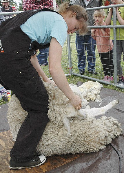 Shear fun at Shepherd’s Festival SLIDESHOW | Sequim Gazette