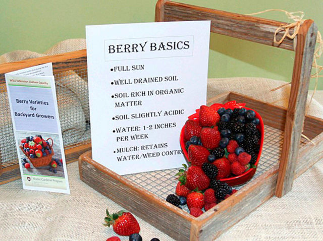 Get It Growing: Berry basics | Sequim Gazette