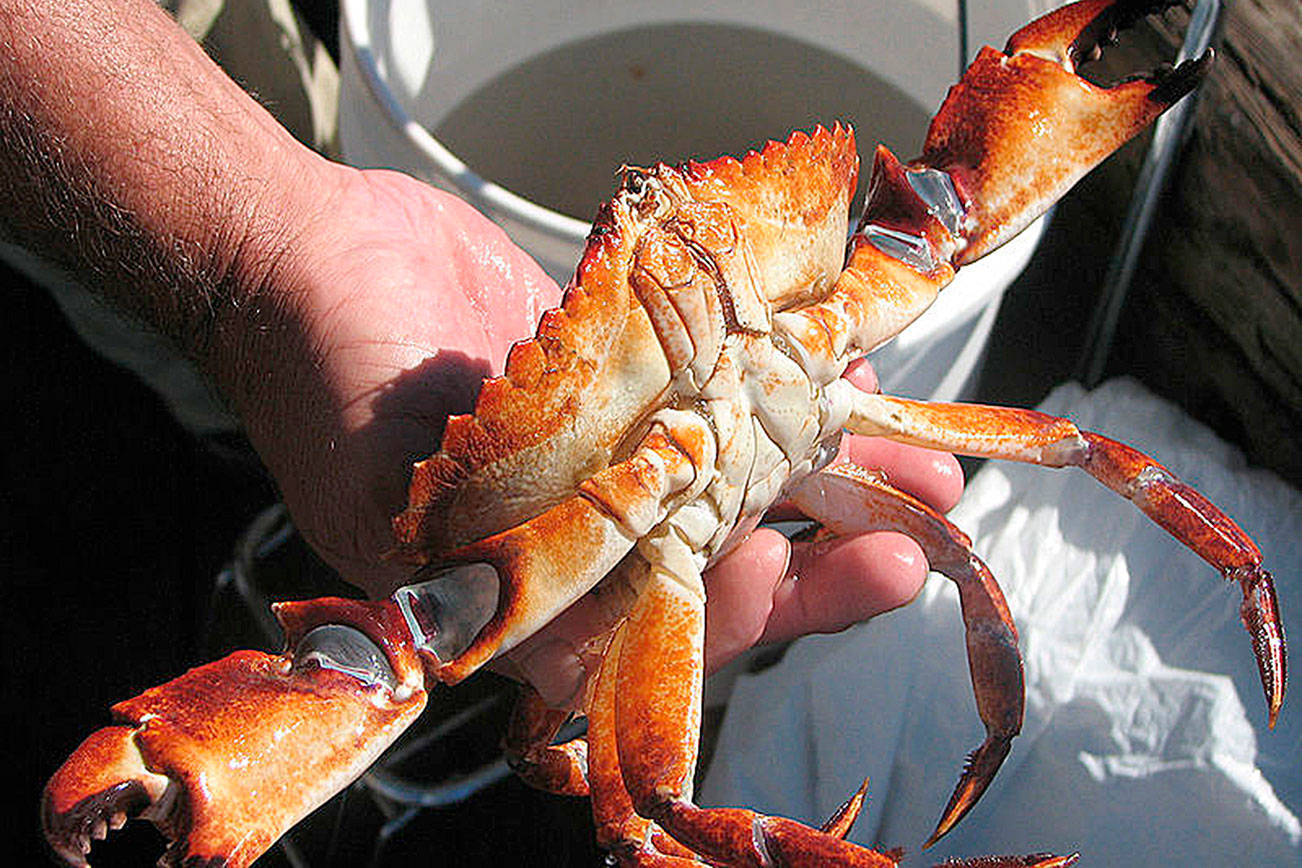 State shellfish managers set Puget Sound crab seasons | Sequim Gazette