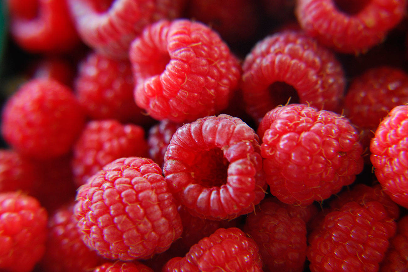 Reeling in raspberries | Sequim Gazette