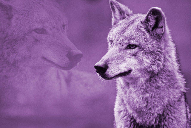 Wolves competing on college level | Sequim Gazette