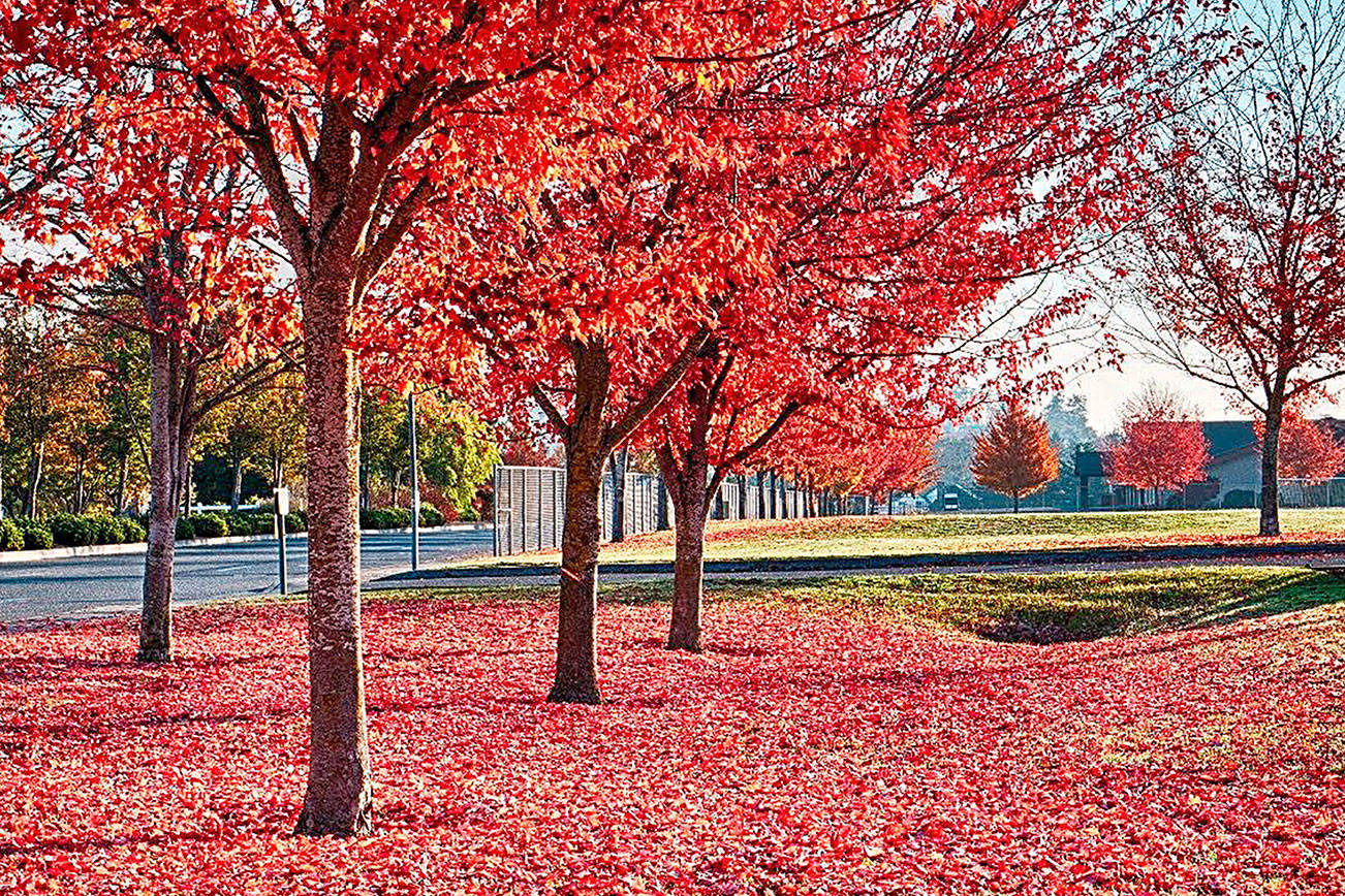 The leaves, they are a-changin’ | Sequim Gazette