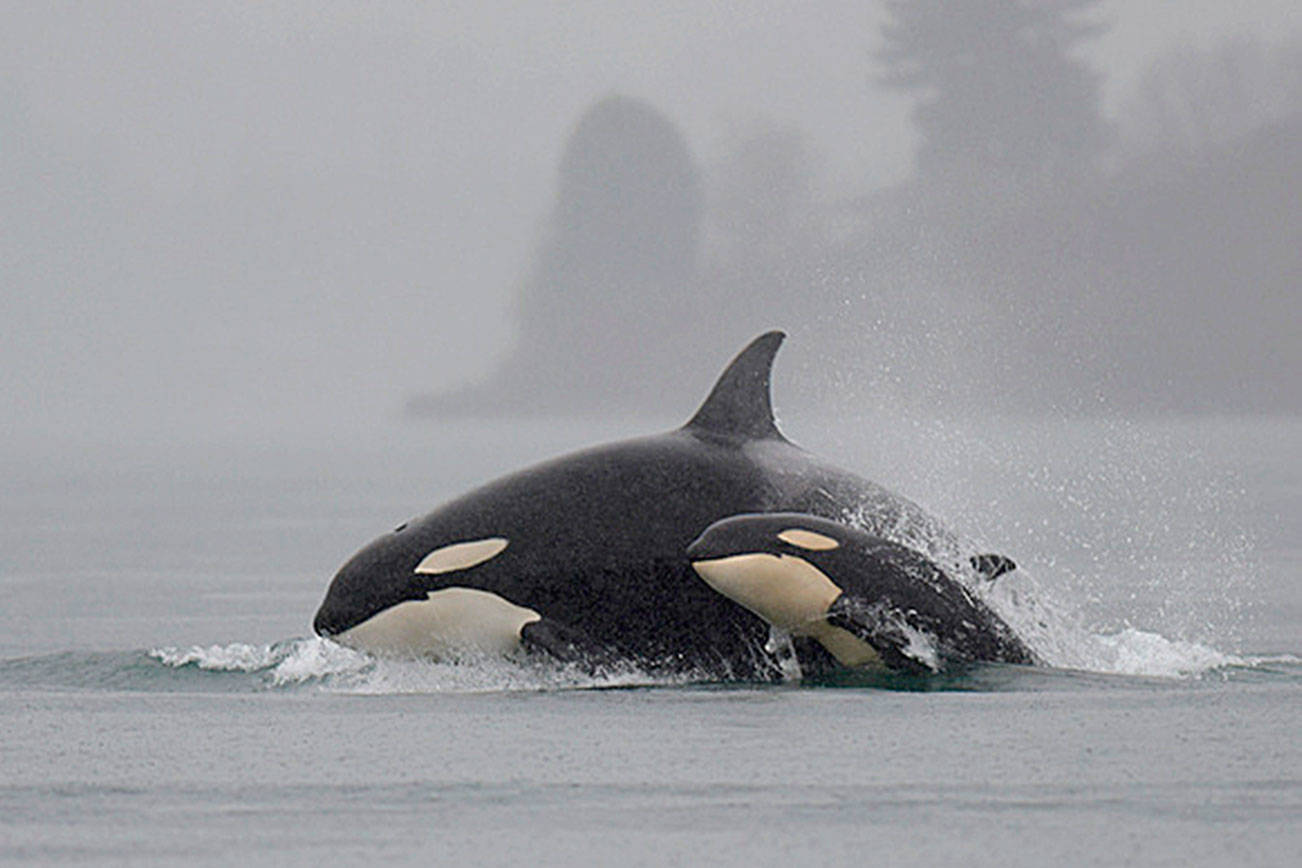 Orca Protection Act aims to protect Pacific Northwest’s iconic whales ...