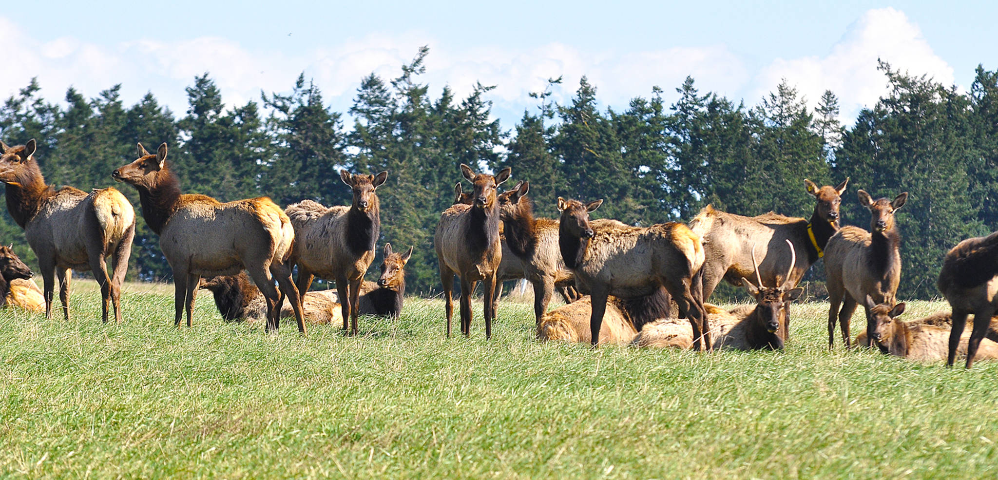 State says Sequim elk herd numbers being thinned due to causing local ...