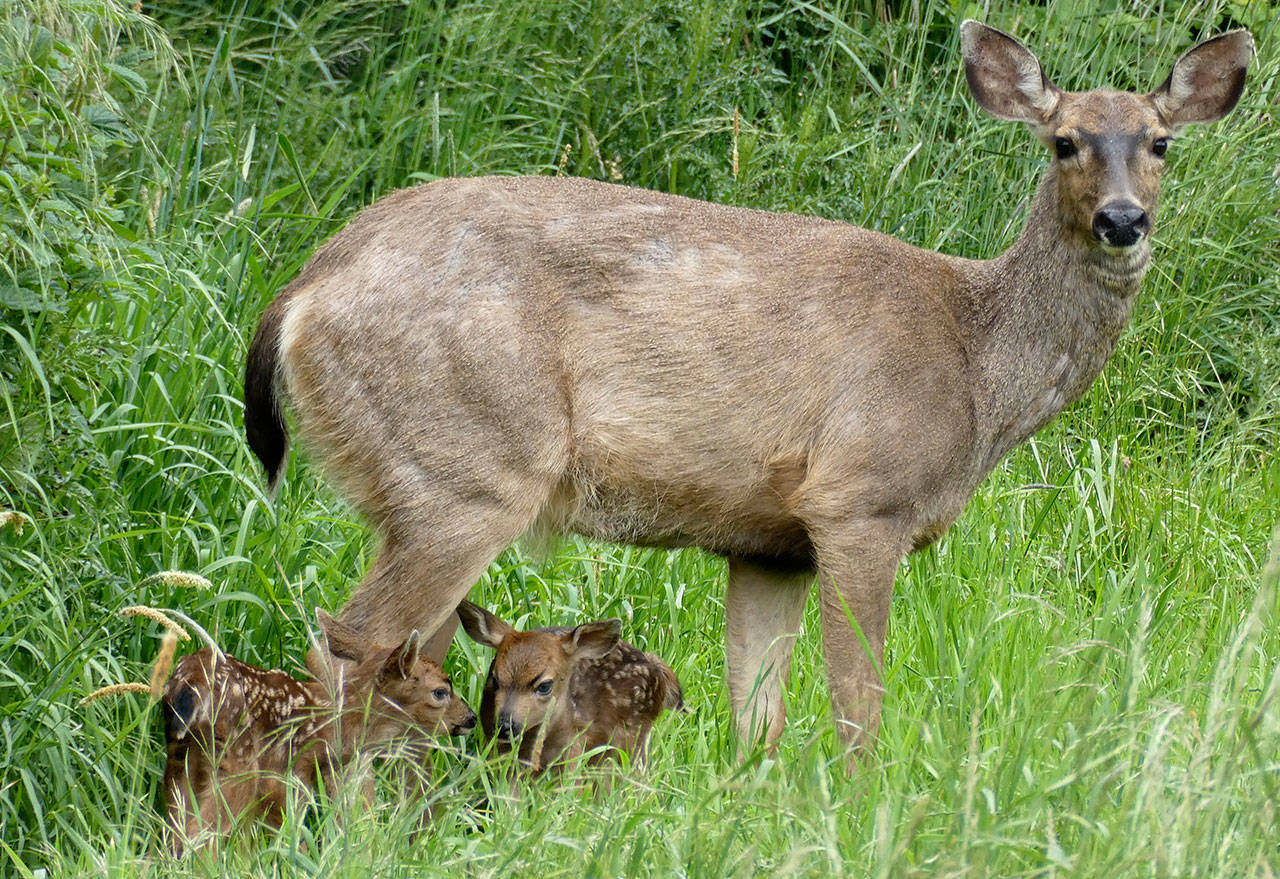 Fawning Over Her Young | Sequim Gazette