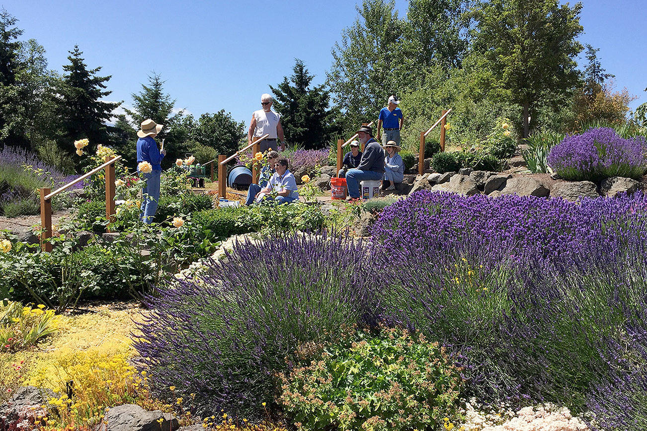 Learn about rose varieties, care at Sequim’s botanical garden | Sequim ...