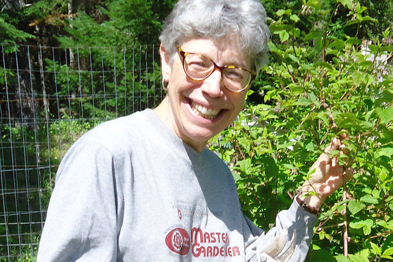 Learn approaches for better berry crops | Sequim Gazette