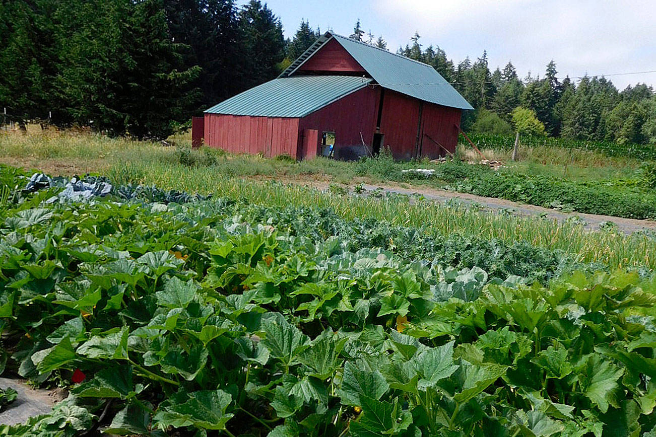 Farm to Food Pantry Program kicks off third year | Sequim Gazette