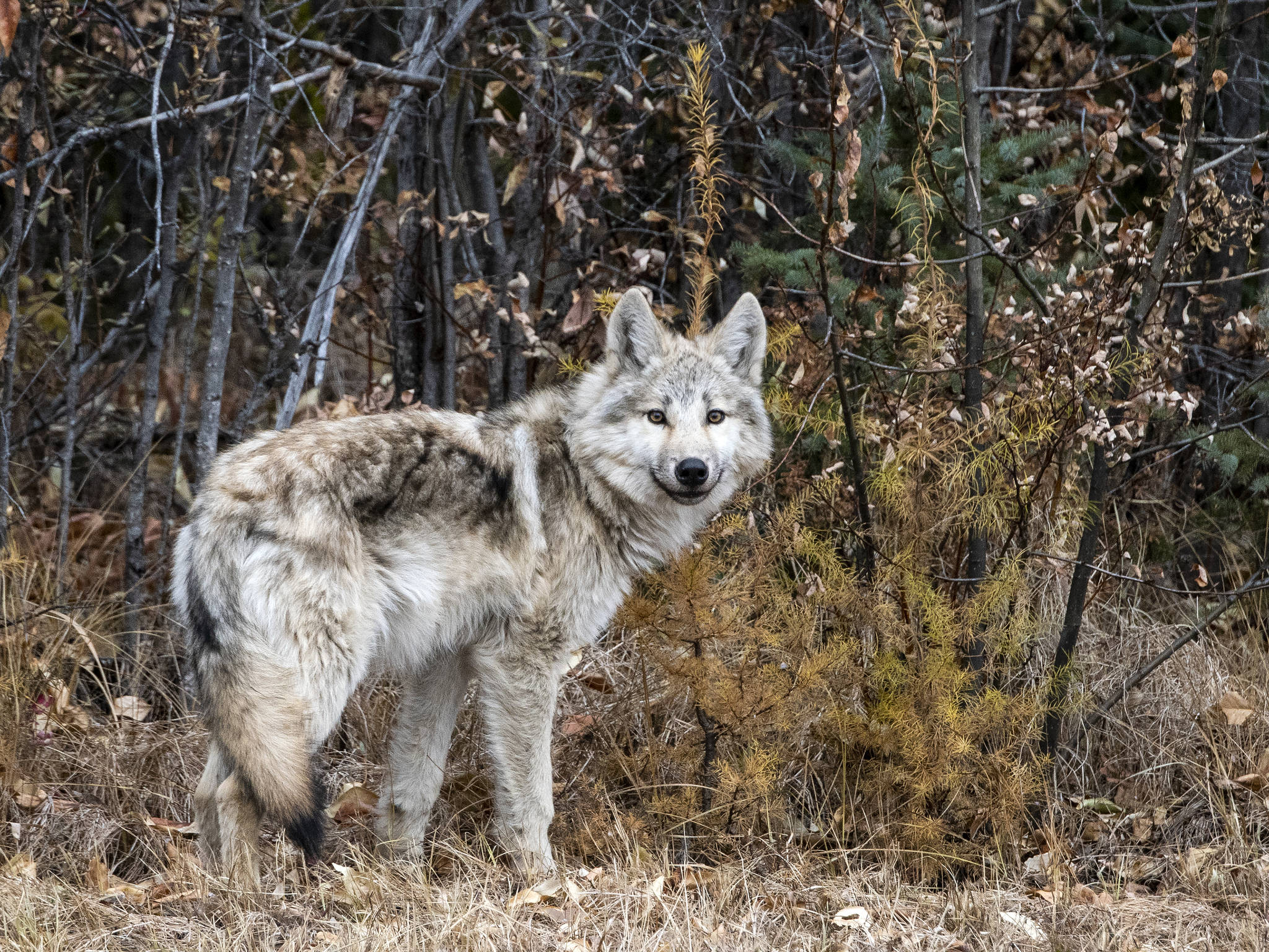 The wilds and wonders of NW Canada and Alaska | Sequim Gazette