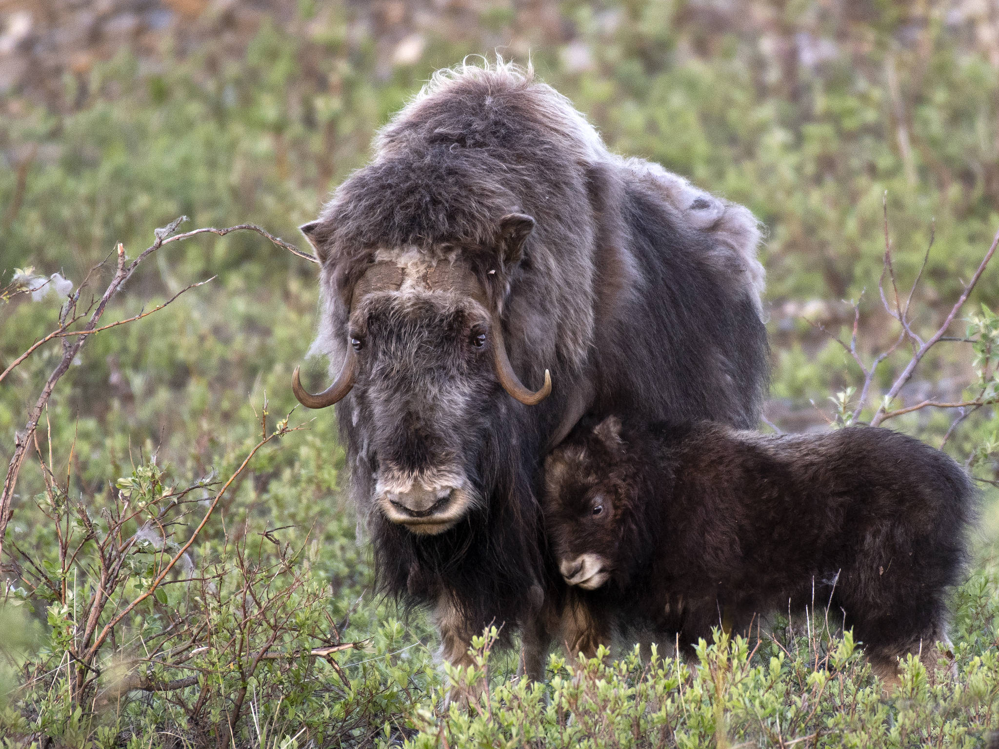 The wilds and wonders of NW Canada and Alaska | Sequim Gazette