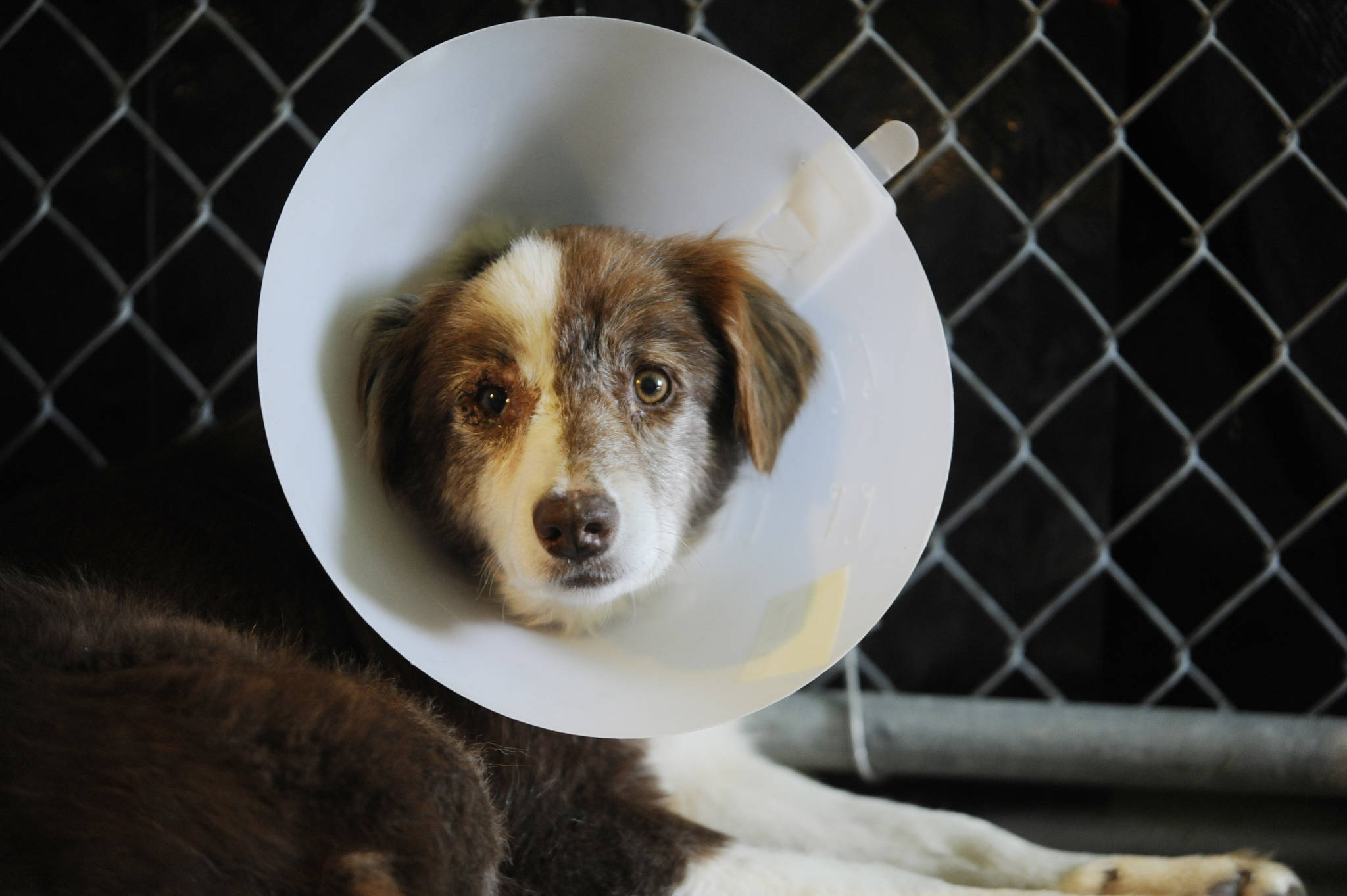 WAG, Humane Society help rescue 29 dogs from Agnew home | Sequim Gazette