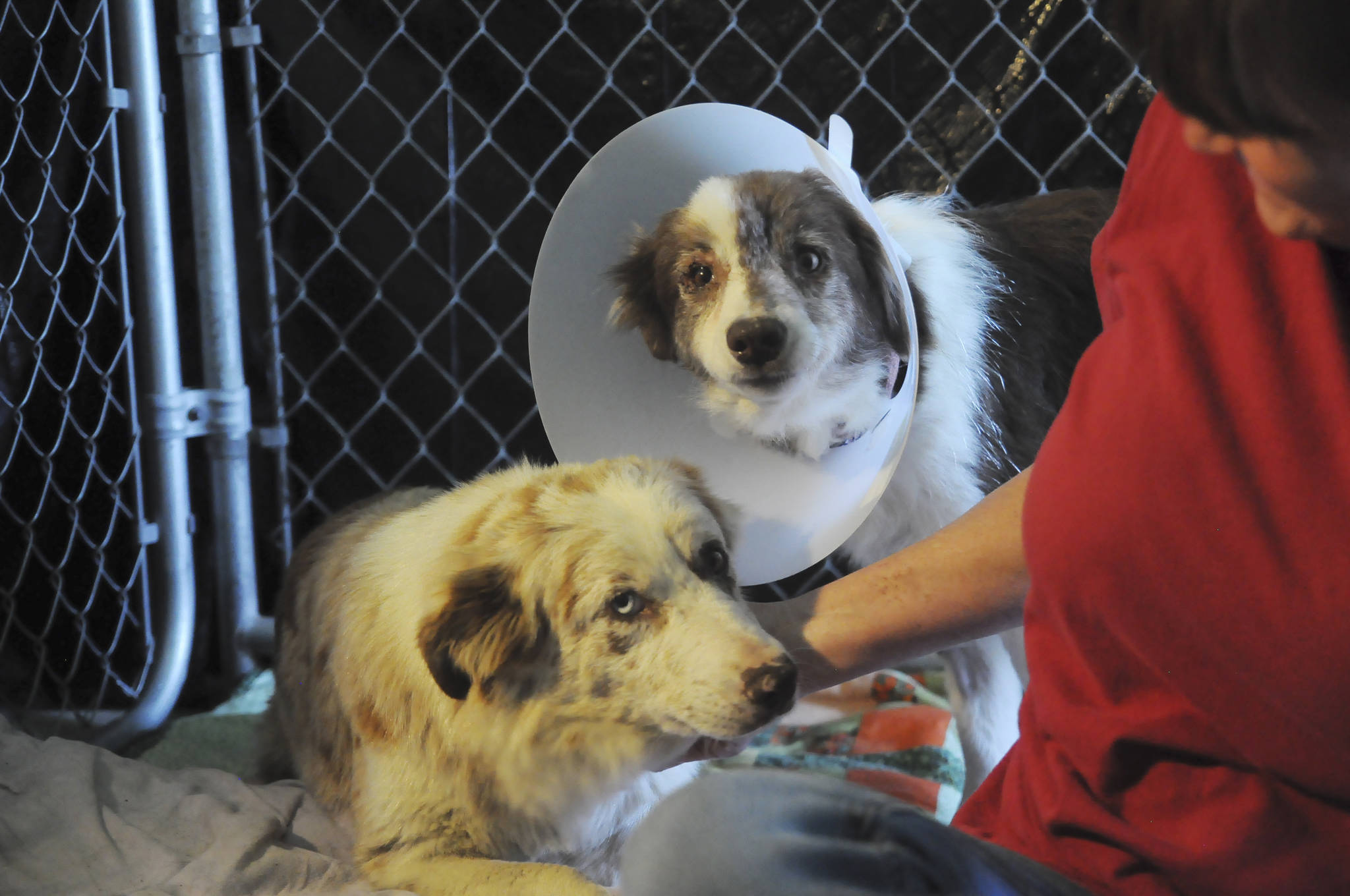 WAG, Humane Society help rescue 29 dogs from Agnew home | Sequim Gazette