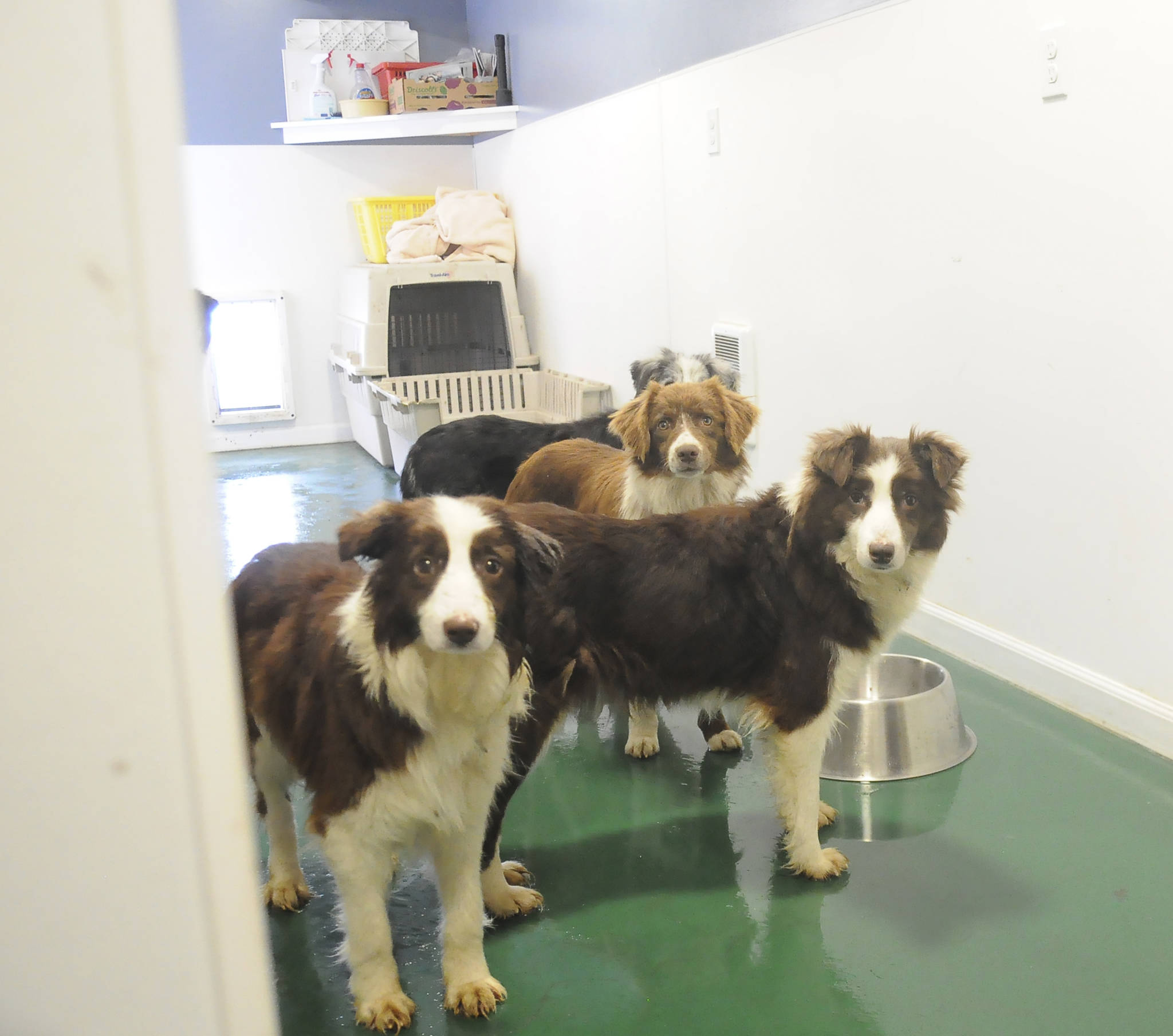 WAG, Humane Society help rescue 29 dogs from Agnew home | Sequim Gazette
