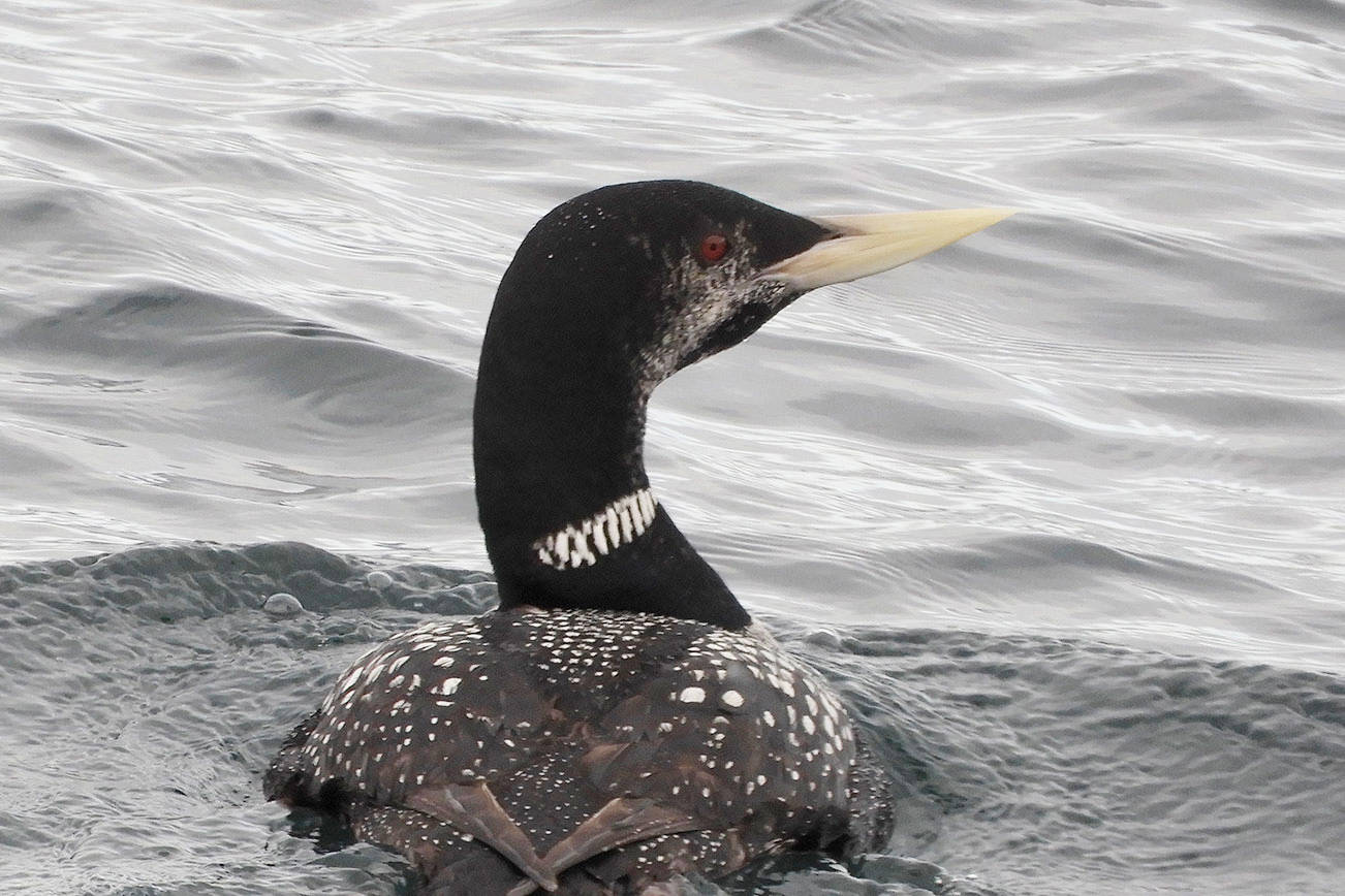 Learn about Protection Island’s birds, sea life at OPAS meeting ...