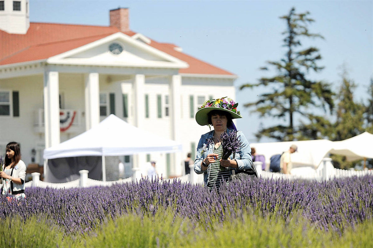 Washington Lavender extends its festival experience to 10 days | Sequim ...