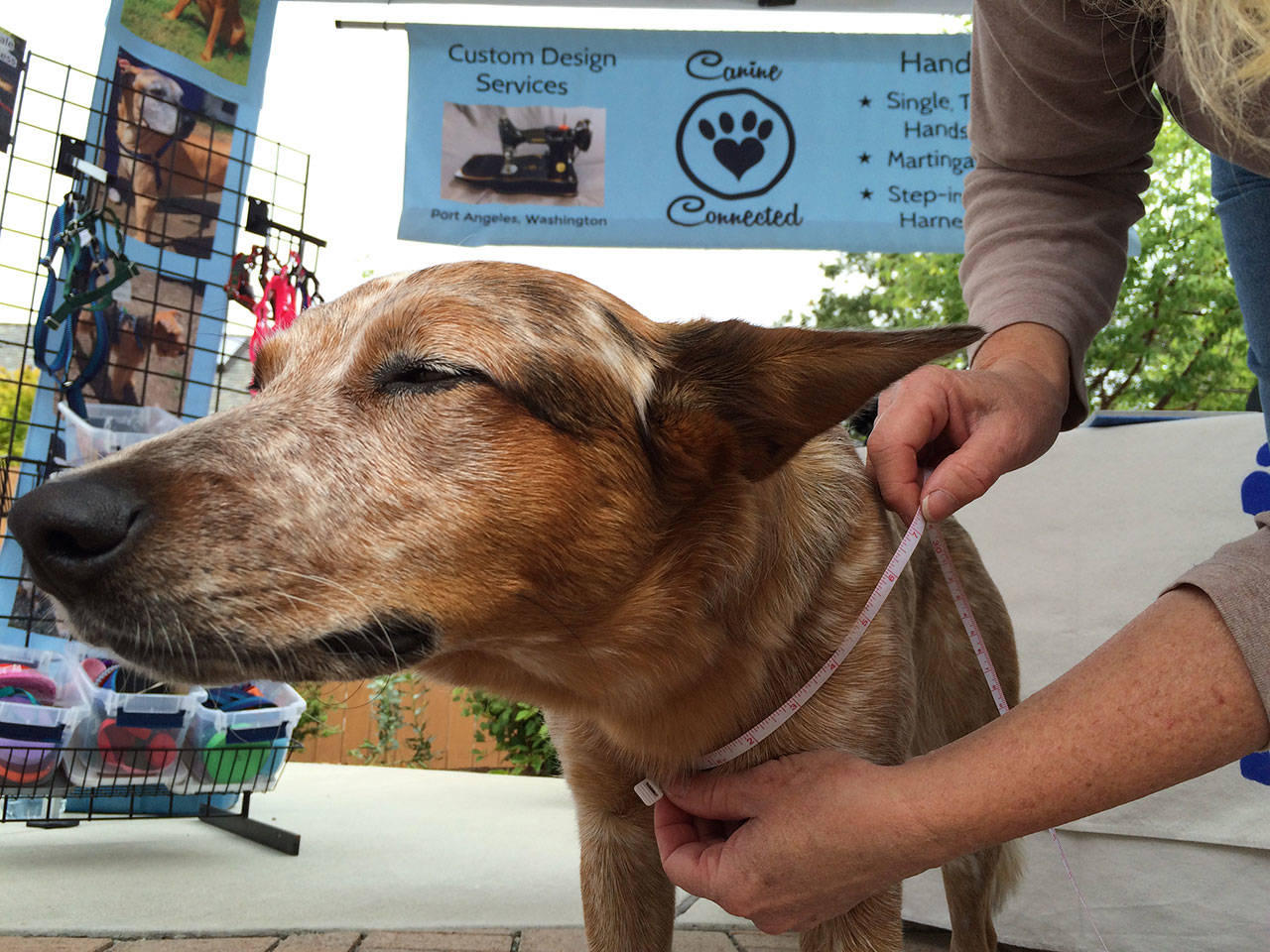 What’s New at the Market: The Dog Days of summer | Sequim Gazette