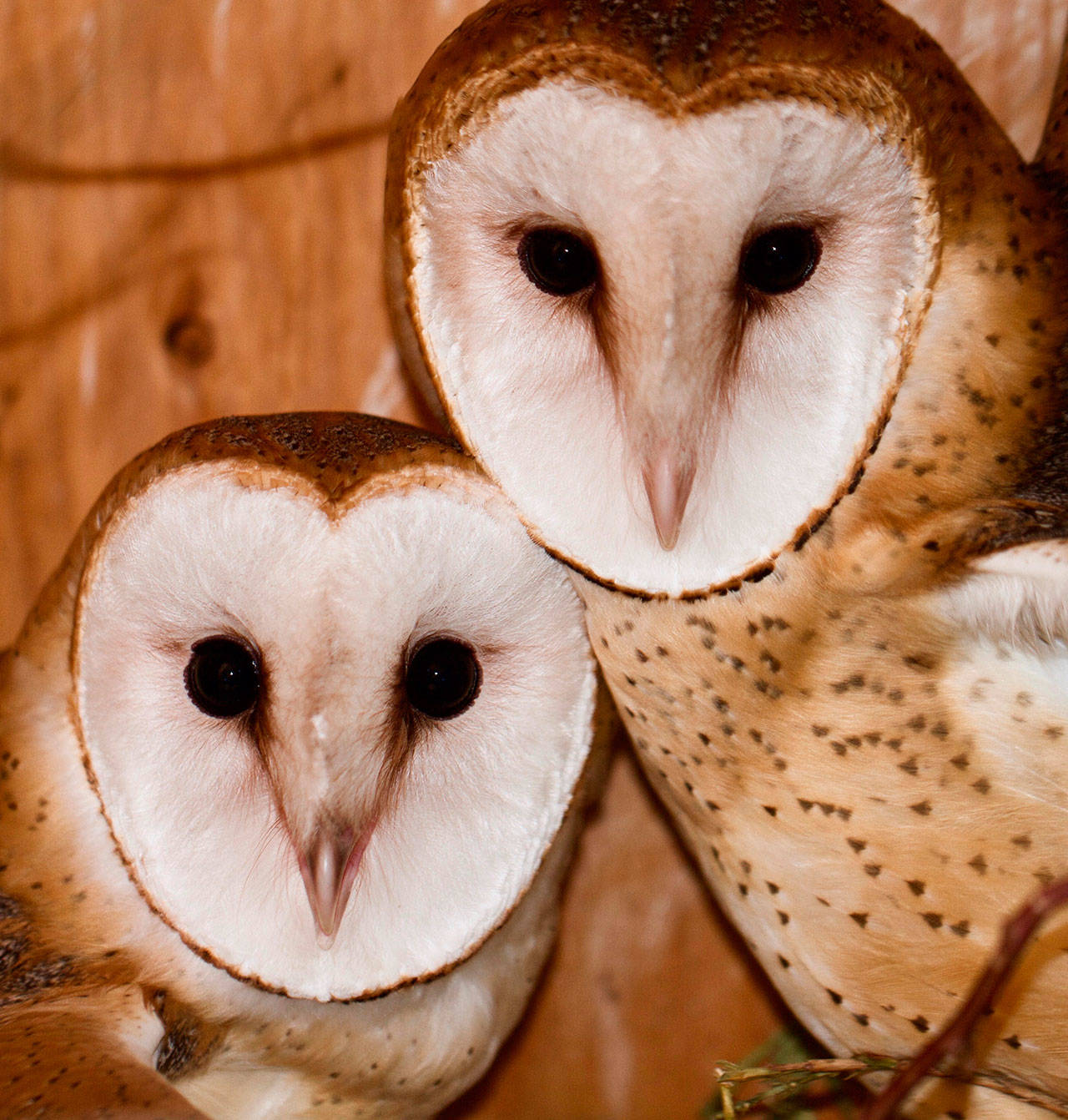 Barn owl box raffle comes with youngsters ready for release | Sequim ...