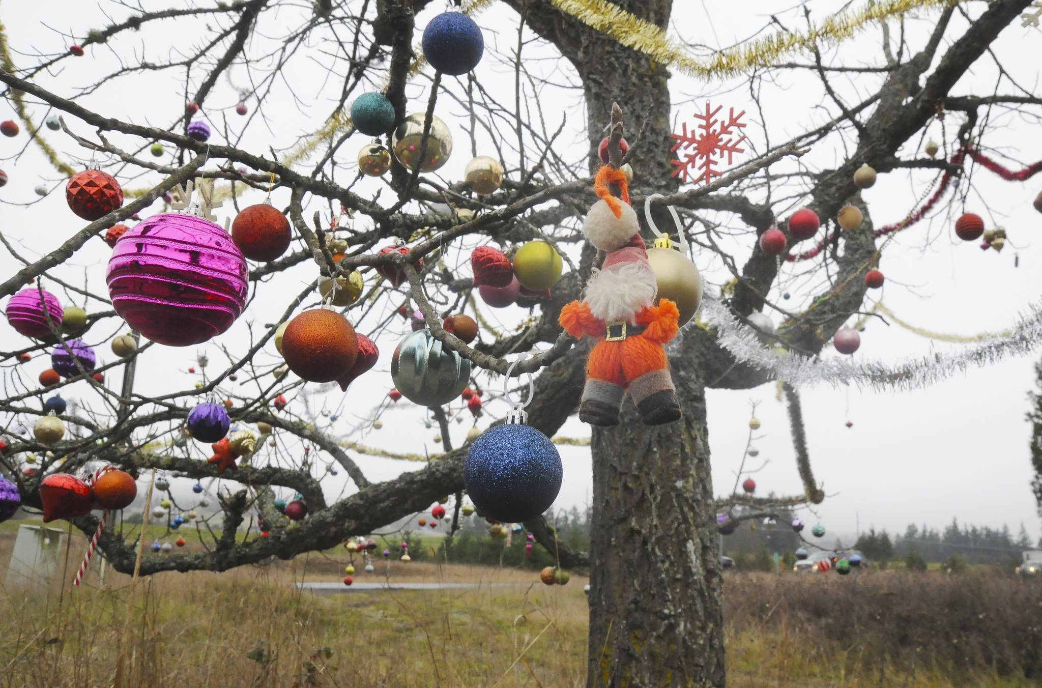 Sequim bicyclists show season’s spirit with arboreal adornments ...