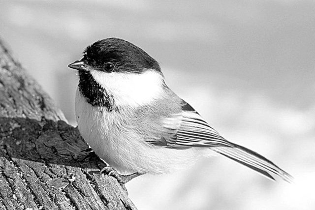 Bird Tales: The chickadee’s story | Sequim Gazette