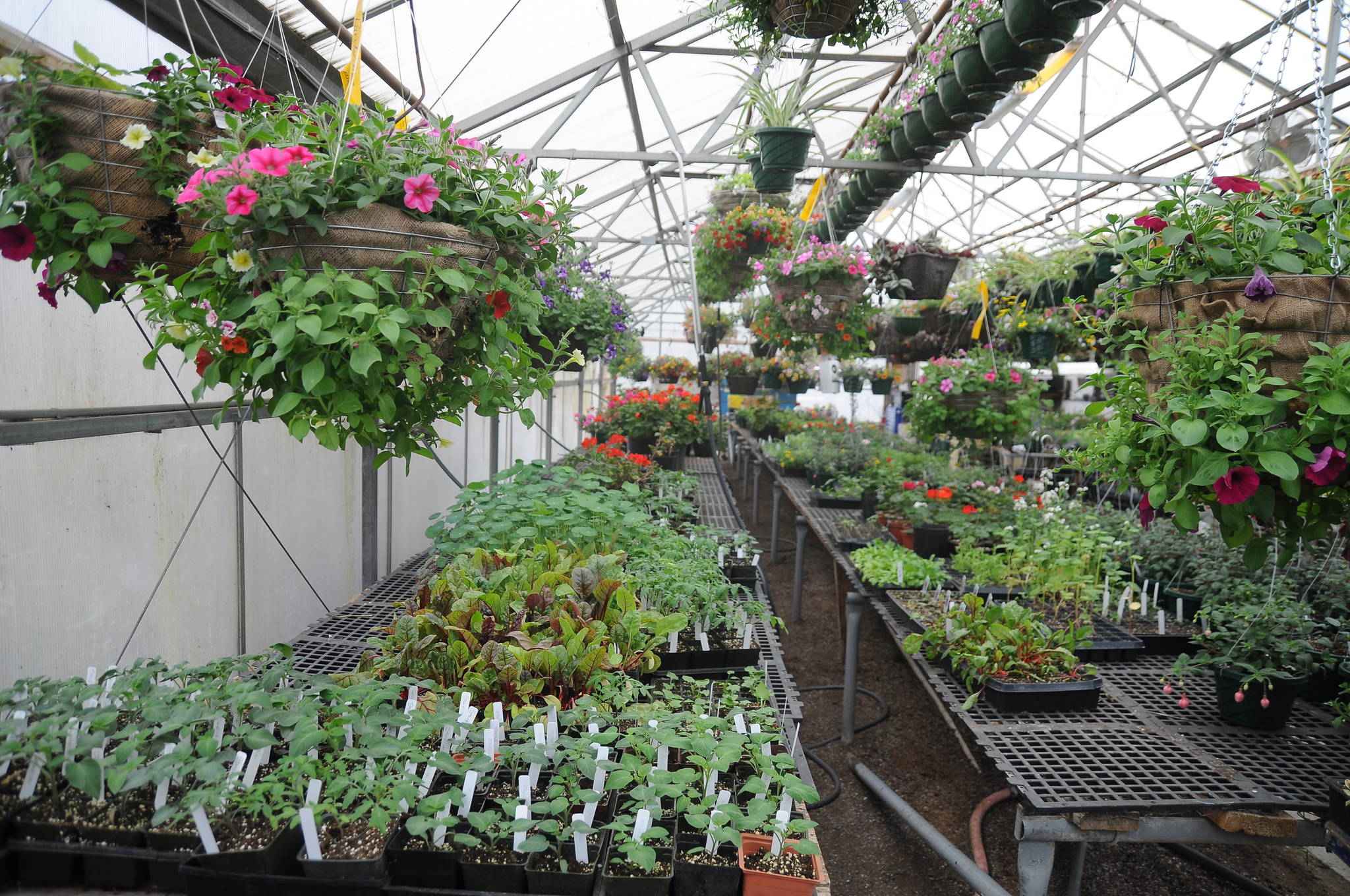 Sequim High plant sale blooms this week | Sequim Gazette