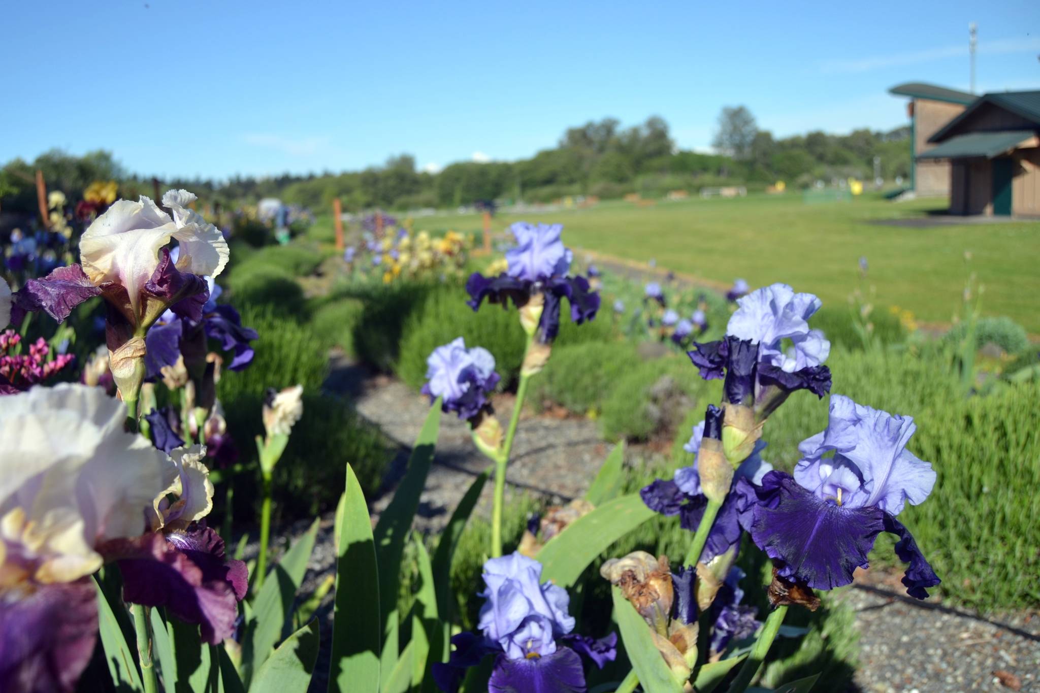 Sequim Botanical Garden hosts hundreds of irises | Sequim Gazette