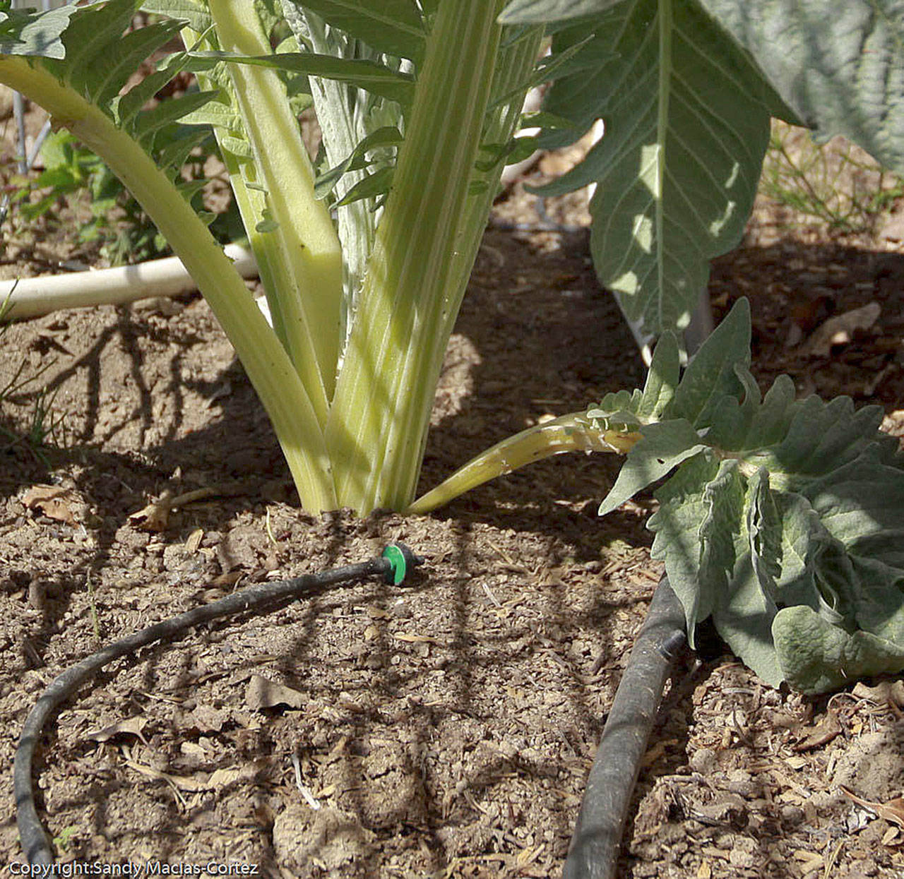 Get It Growing: Develop a watering plan? Consider drip irrigation ...