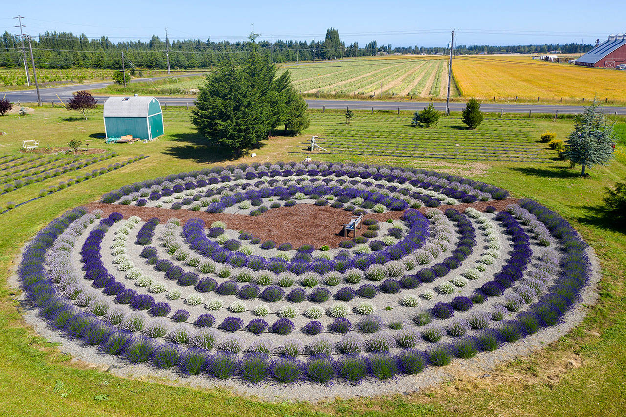 Gonzalez expands offerings with Rain Shadow Lavender | Sequim Gazette