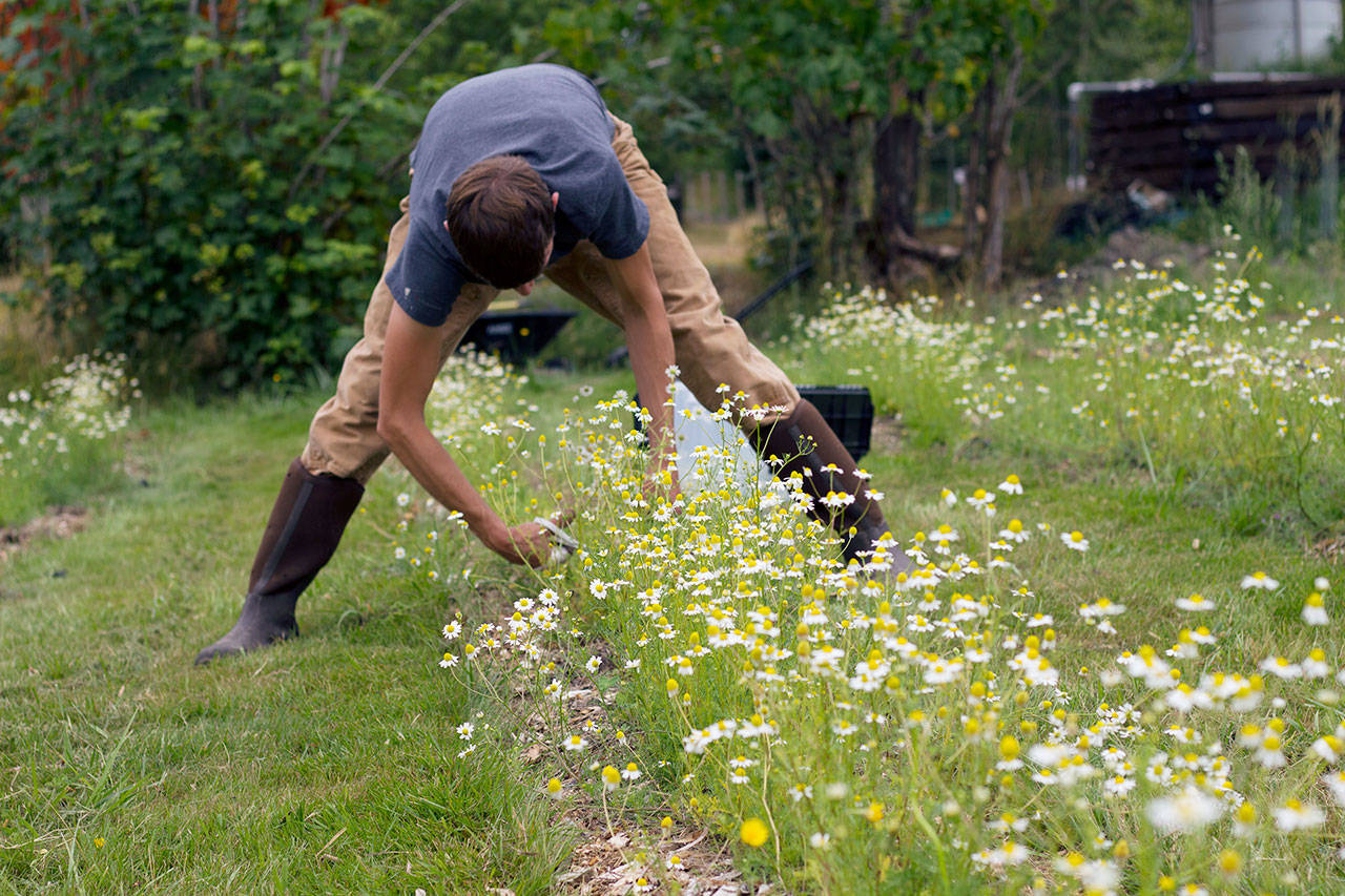 What’s Happening at the Market: Find medicinal healing with Sativa ...
