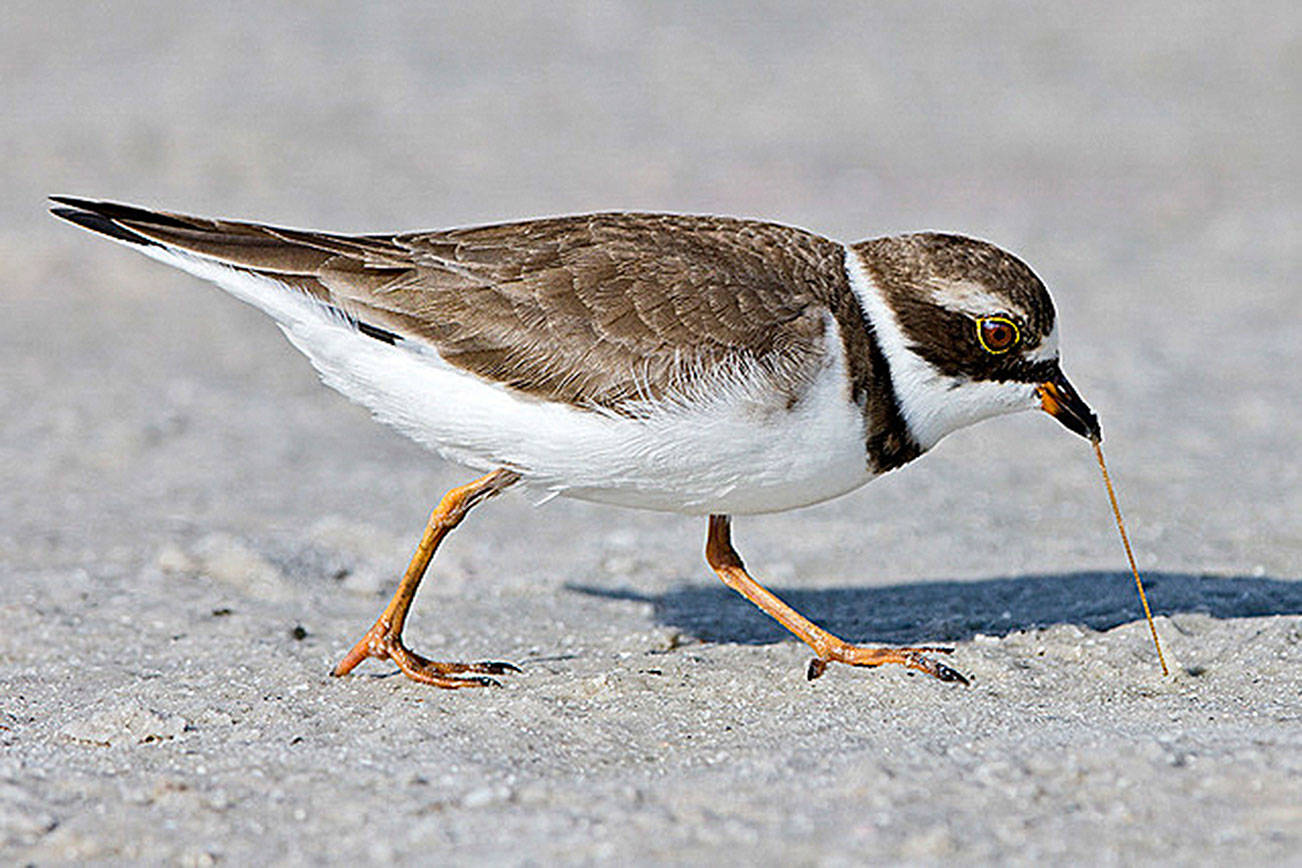 Bird Tales: The shorebird’s tale | Sequim Gazette