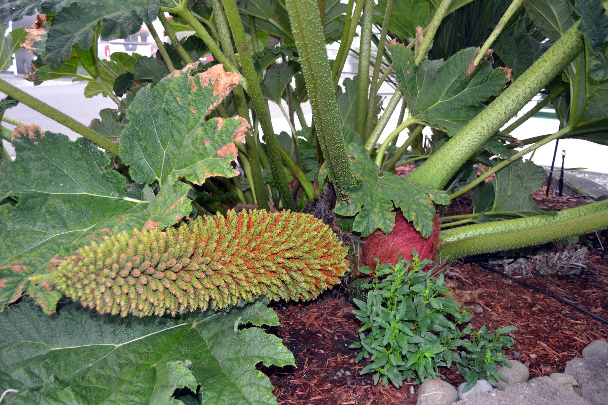 Sequim couple offers leaves for concrete table project | Sequim Gazette