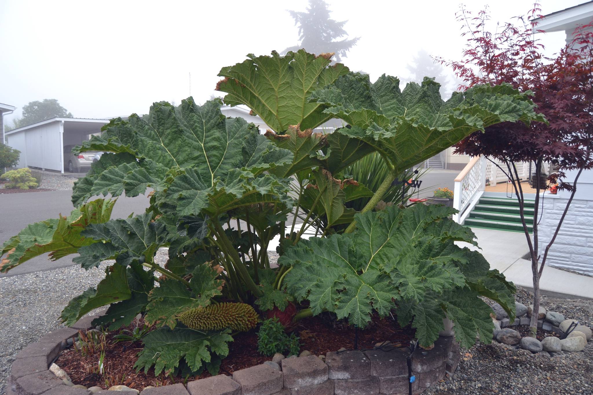 Sequim couple offers leaves for concrete table project | Sequim Gazette