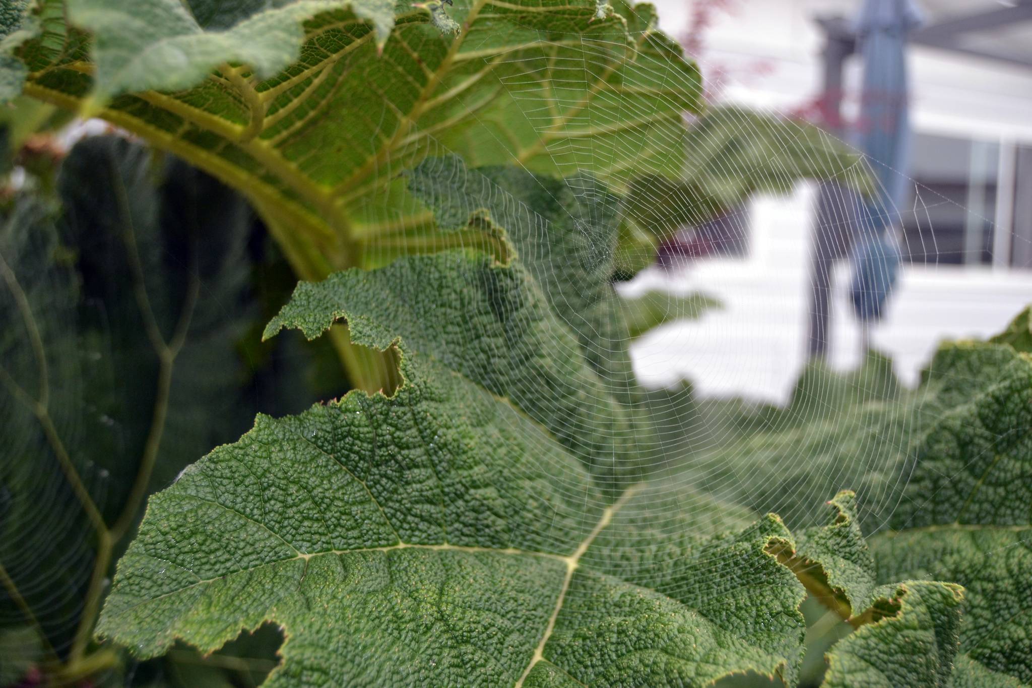 Sequim couple offers leaves for concrete table project | Sequim Gazette