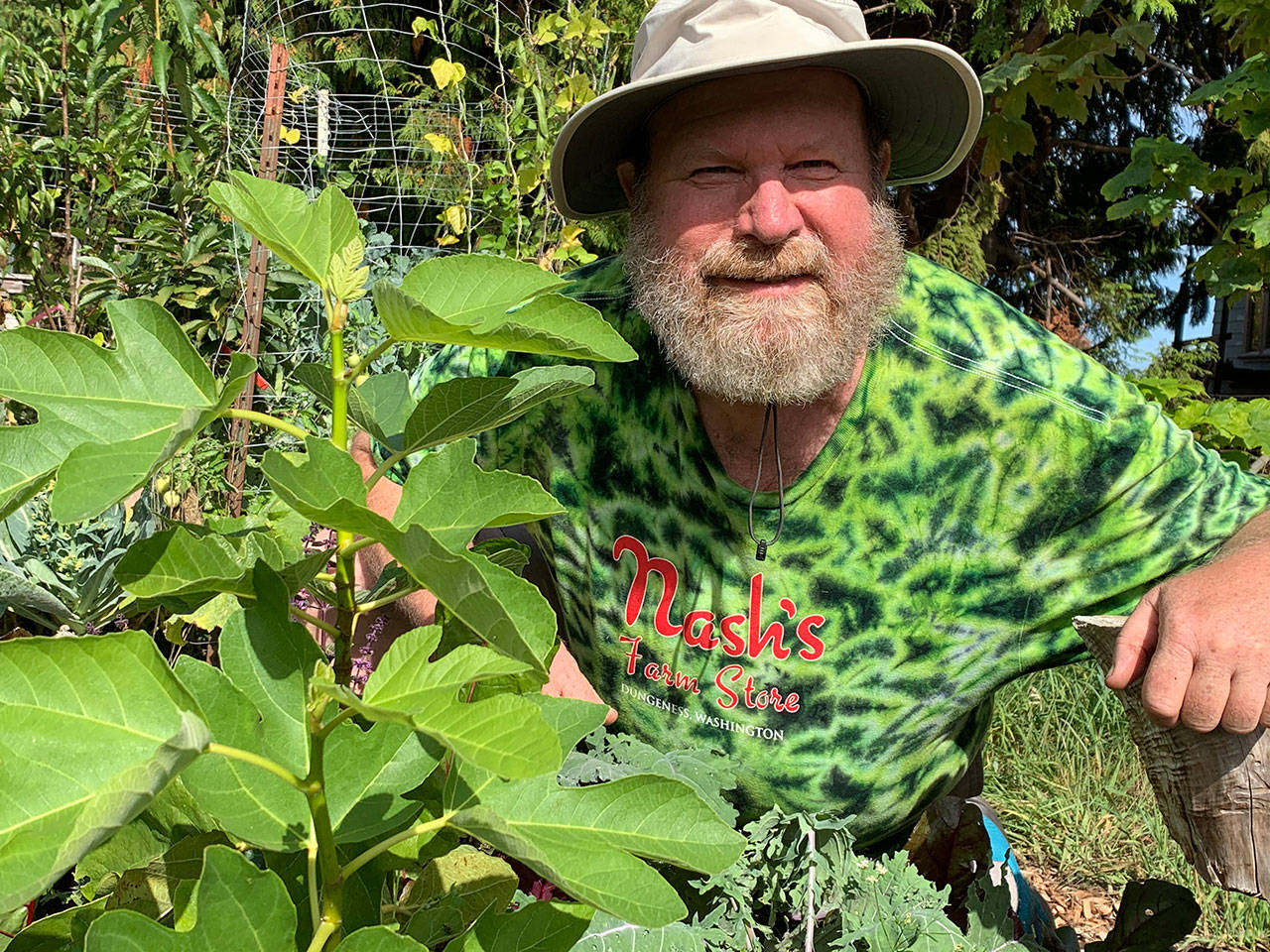 Learn how to grow figs in Green Thumbs presentation | Sequim Gazette