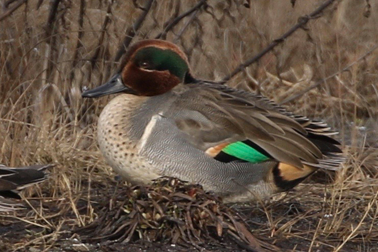 Bird Tales: The dabbling duck’s tale | Sequim Gazette