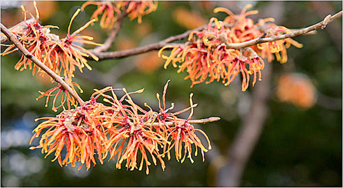 Get It Growing: Witch hazel, the wonder winter flower | Sequim Gazette