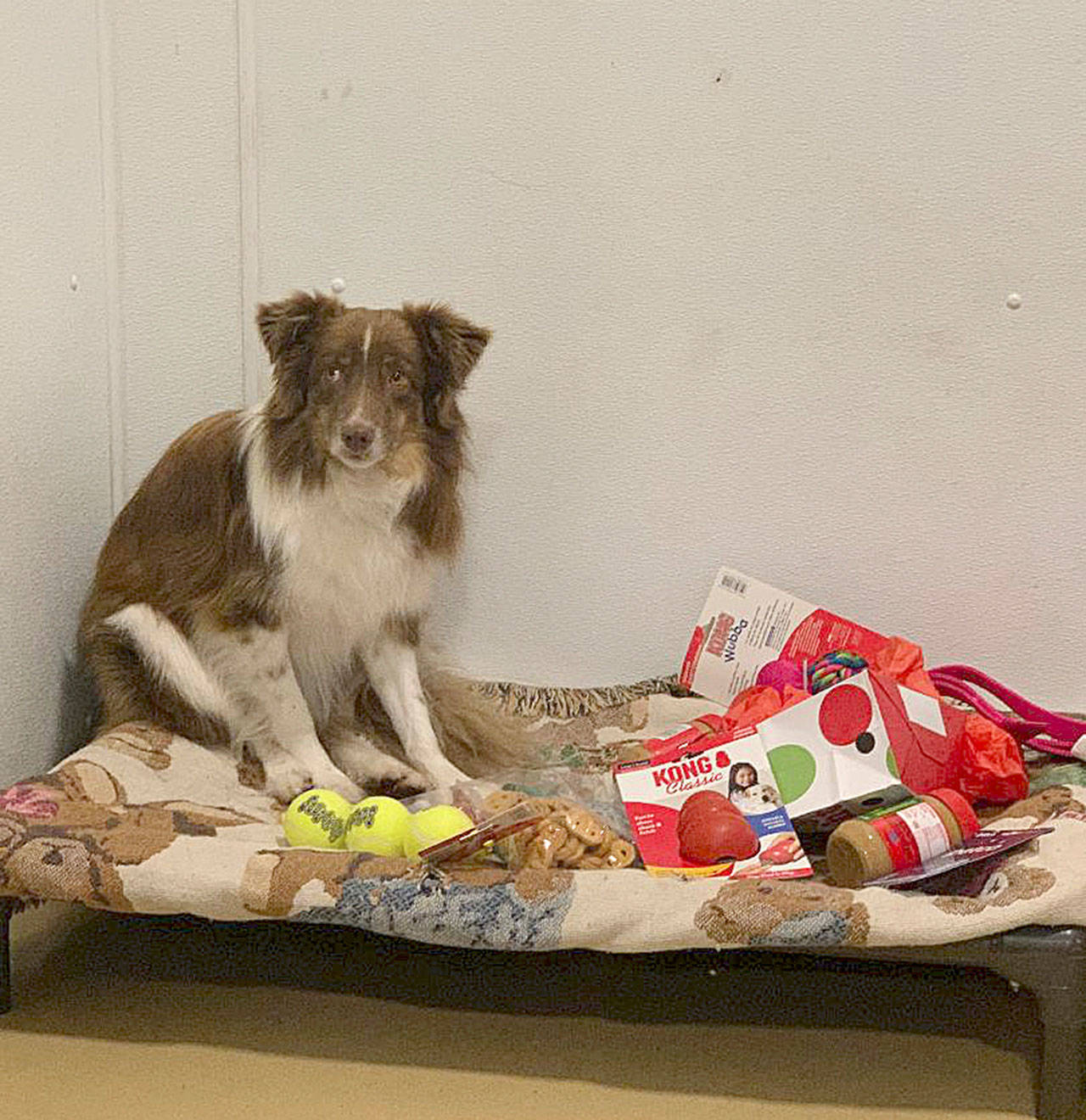 Milestone: Holiday ‘Giving Trees’ help WAG dogs | Sequim Gazette