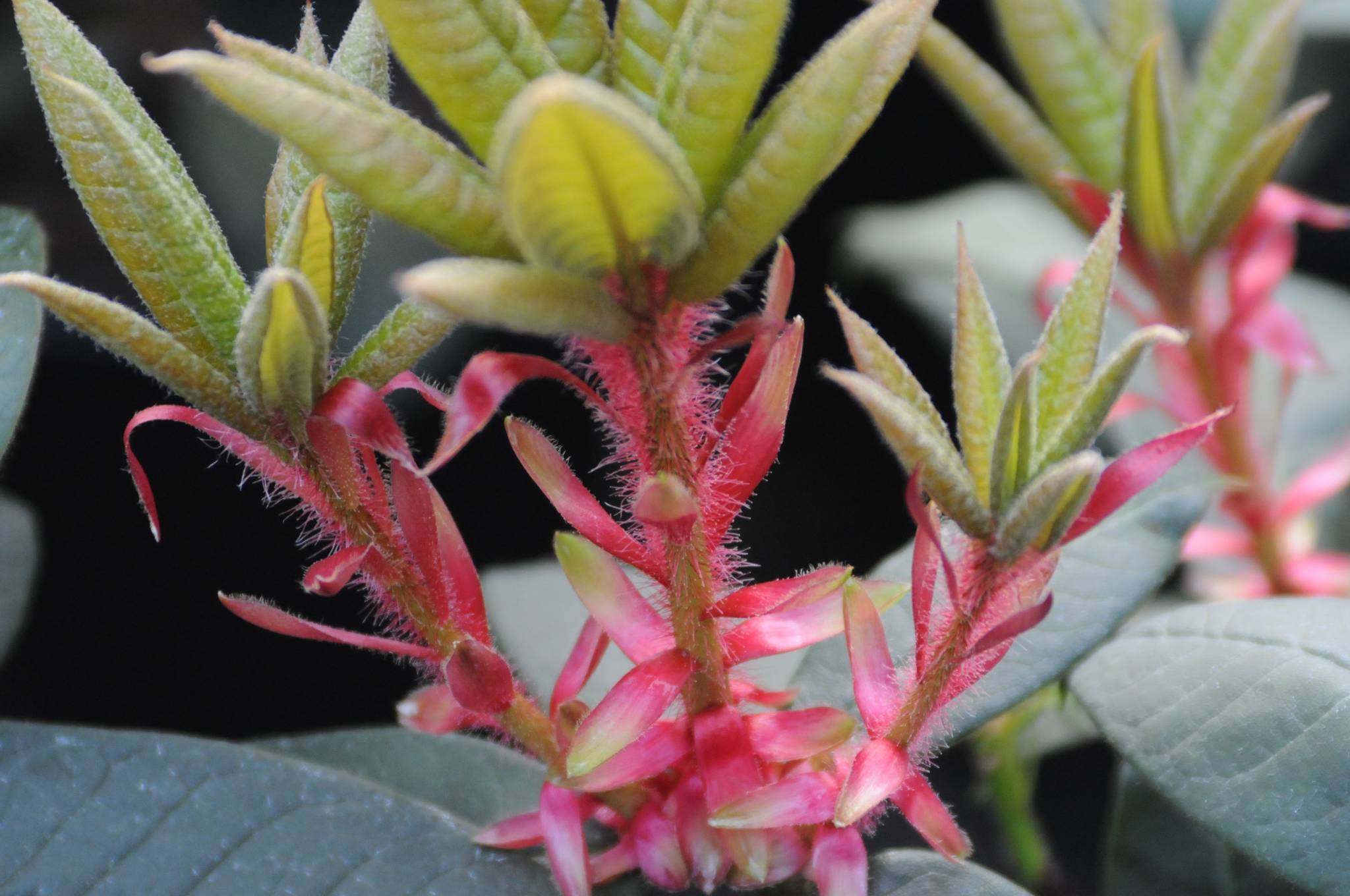 Learn about growing rhododendrons from seed at Green Thumbs ...