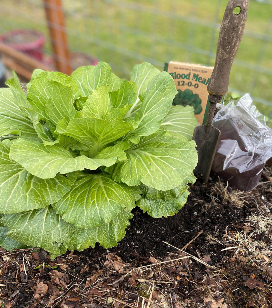 Get It Growing: Fertilizers 101, the basics | Sequim Gazette