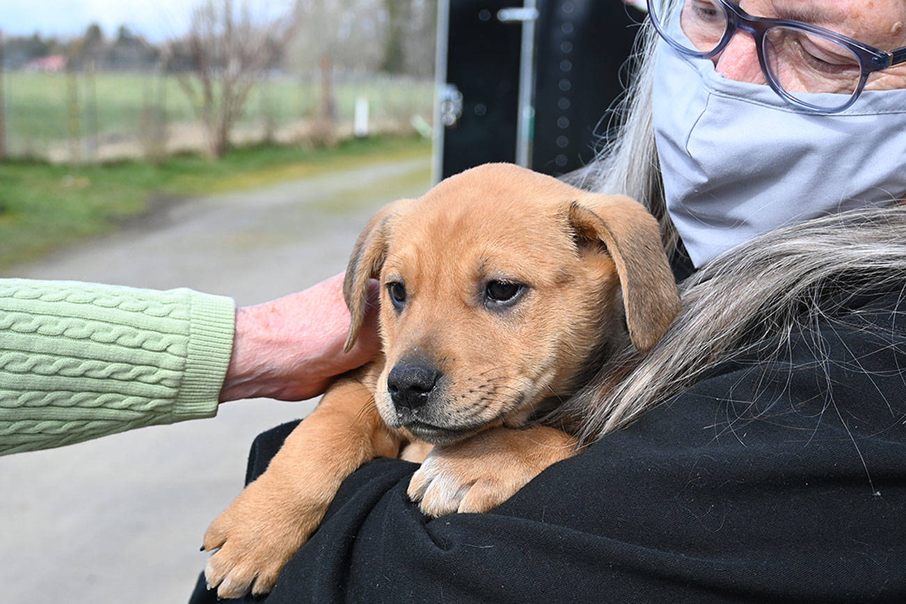 Milestone: Rotarians donate funds to support WAG dogs | Sequim Gazette