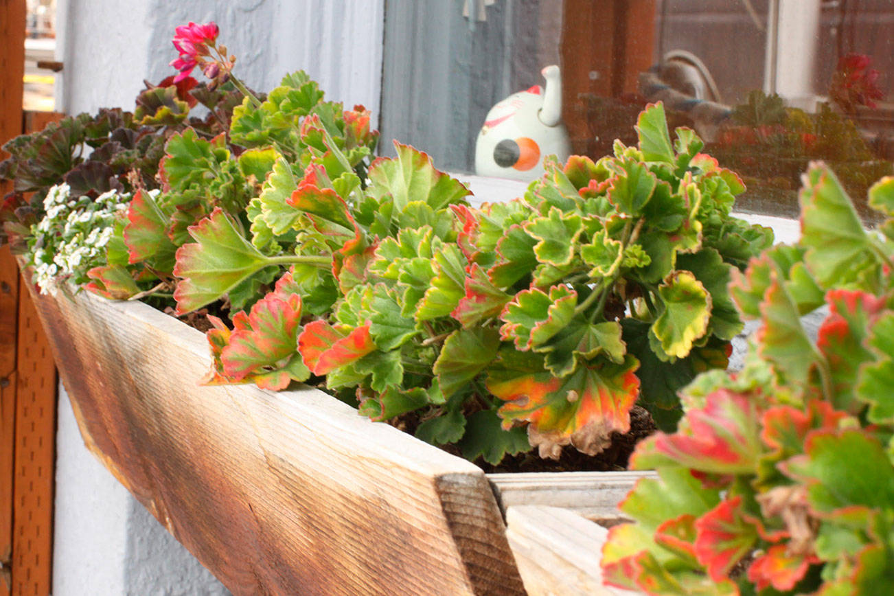 Get It Growing: Gardening with window boxes | Sequim Gazette