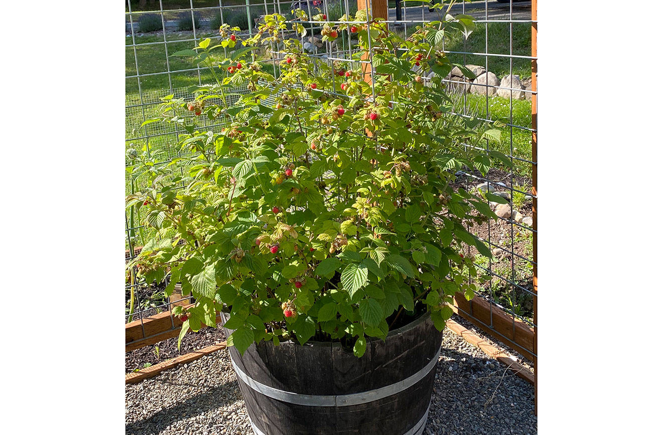 Get It Growing: Growing berries in containers | Sequim Gazette