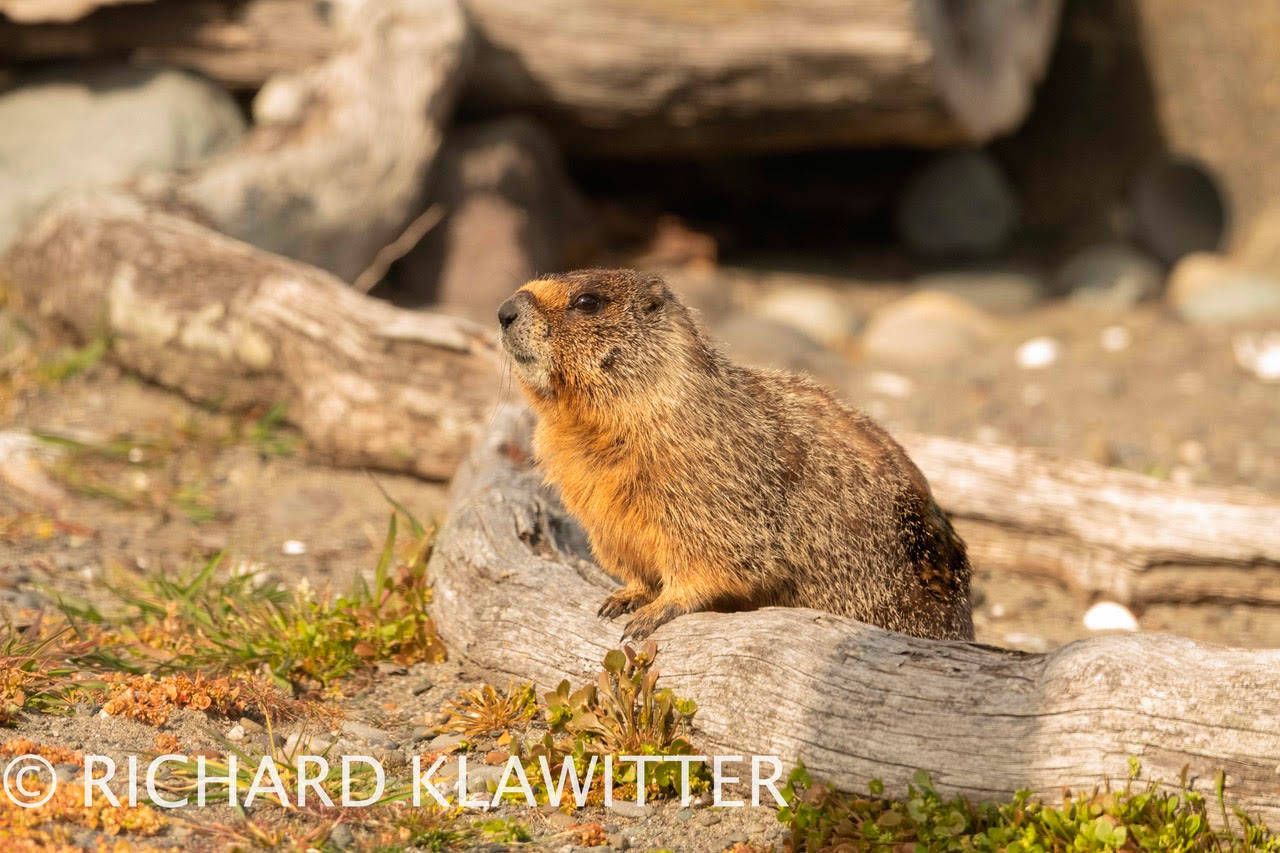 Locals spot possibly more non-native, yellow-bellied marmots | Sequim ...