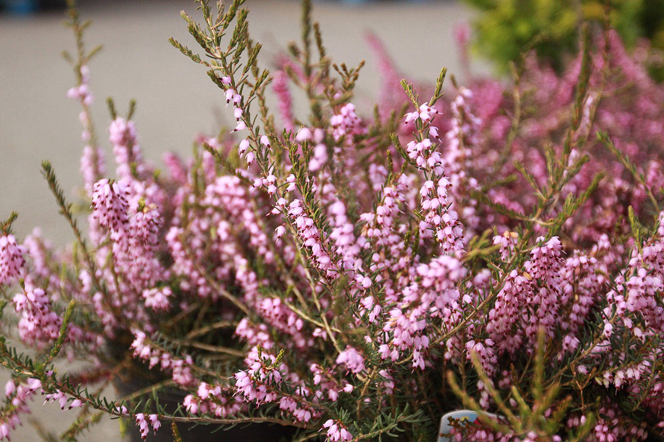 Get It Growing: Colorful heather for all seasons | Sequim Gazette